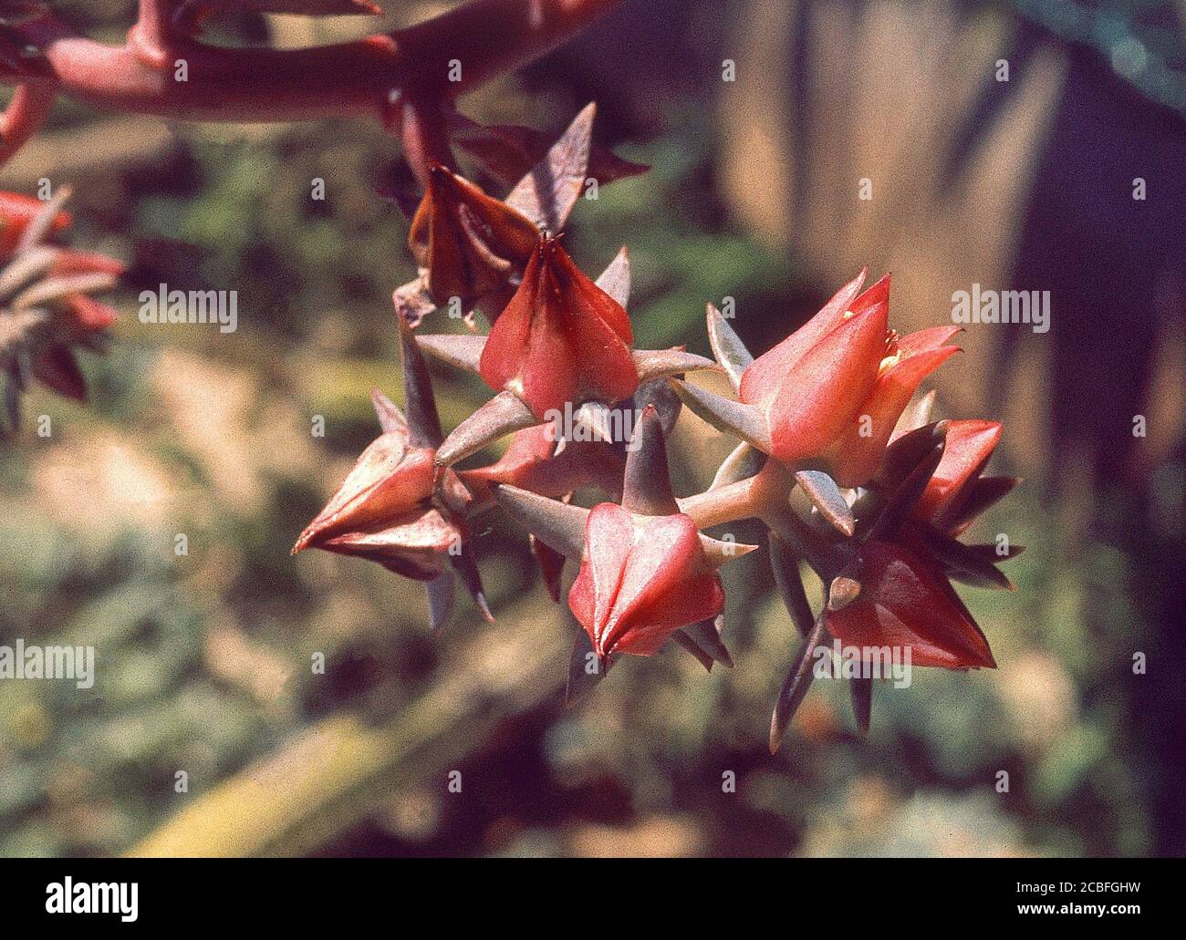 FLOR. Location: EXTERIOR. ISLA. MALLORCA. SPAIN Stock Photo - Alamy
