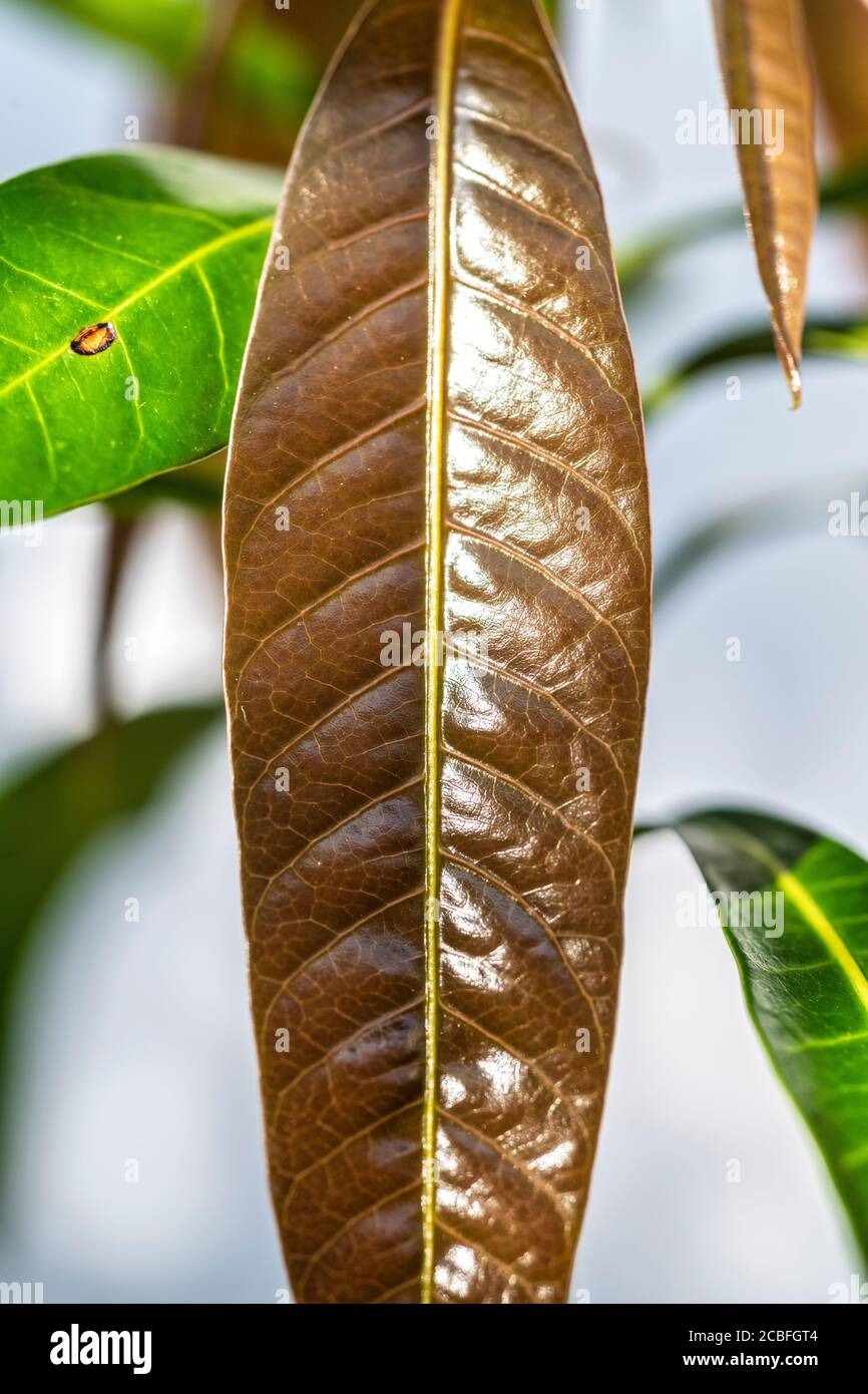 Young Badami Mango plant - Mangifera indica Stock Photo - Alamy