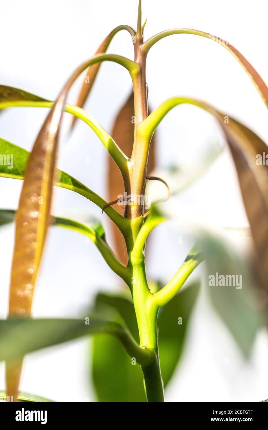 Young Badami Mango plant - Mangifera indica Stock Photo - Alamy
