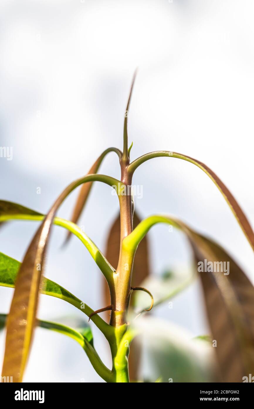 Young Badami Mango plant - Mangifera indica Stock Photo - Alamy