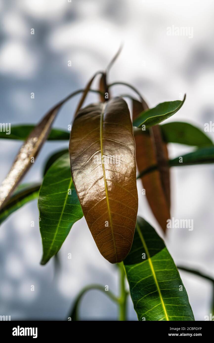 Young Badami Mango plant - Mangifera indica Stock Photo - Alamy