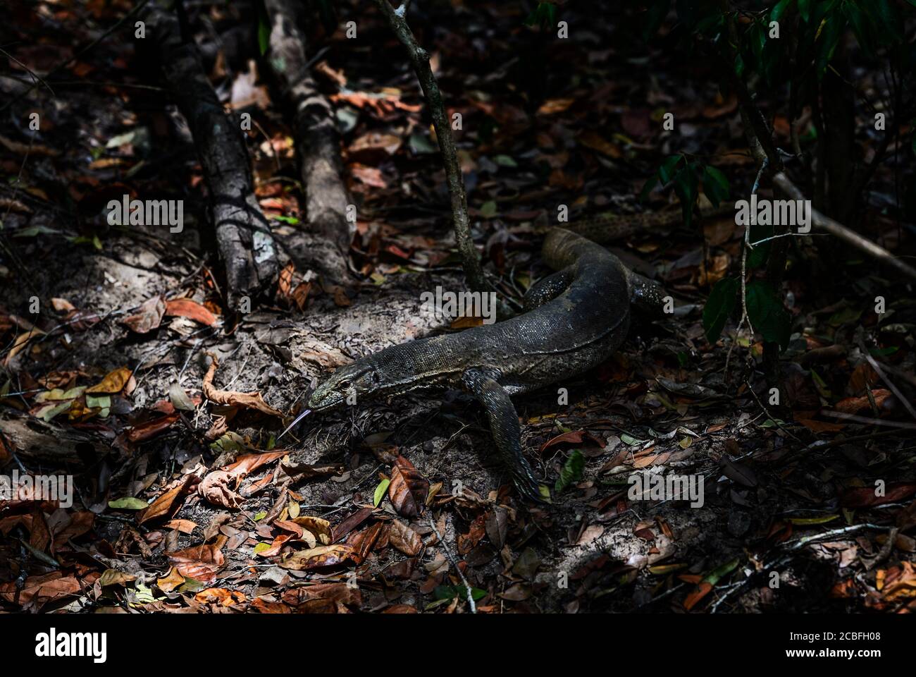 Bengal Monitor - Varanus bengalensis, large lizard from Sri Lankan ...