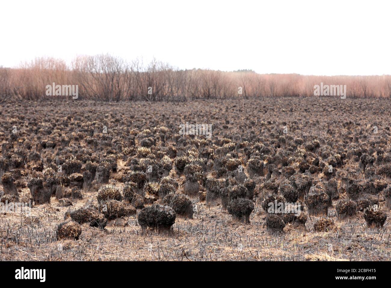 Burnt grass after a fire in the forest. Grass burned to ashes with ...