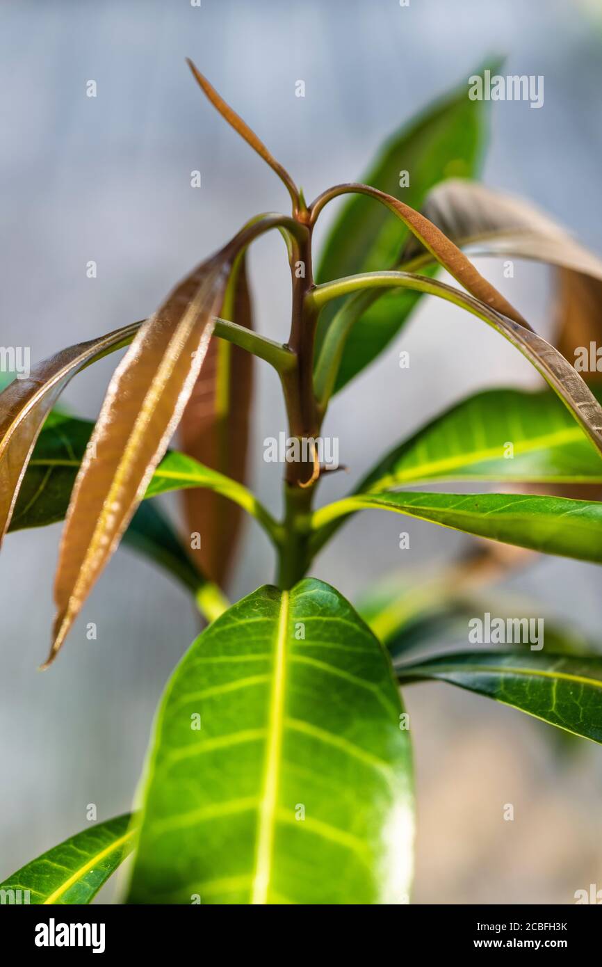 Young Badami Mango plant - Mangifera indica Stock Photo - Alamy