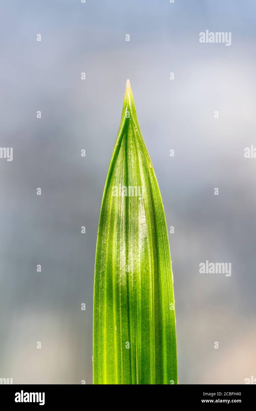 Date Palm seedling Stock Photo - Alamy