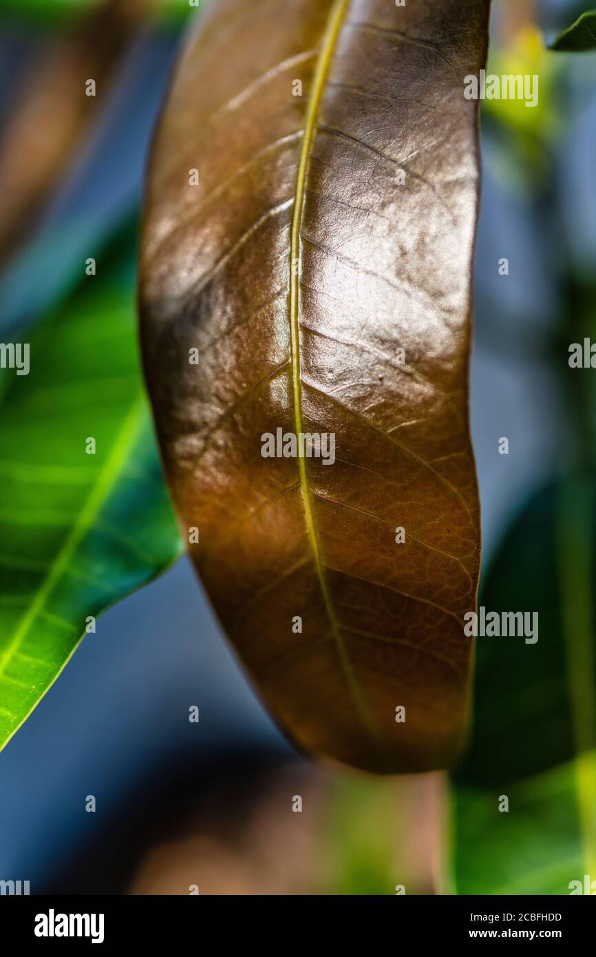 Young Badami Mango plant - Mangifera indica Stock Photo - Alamy