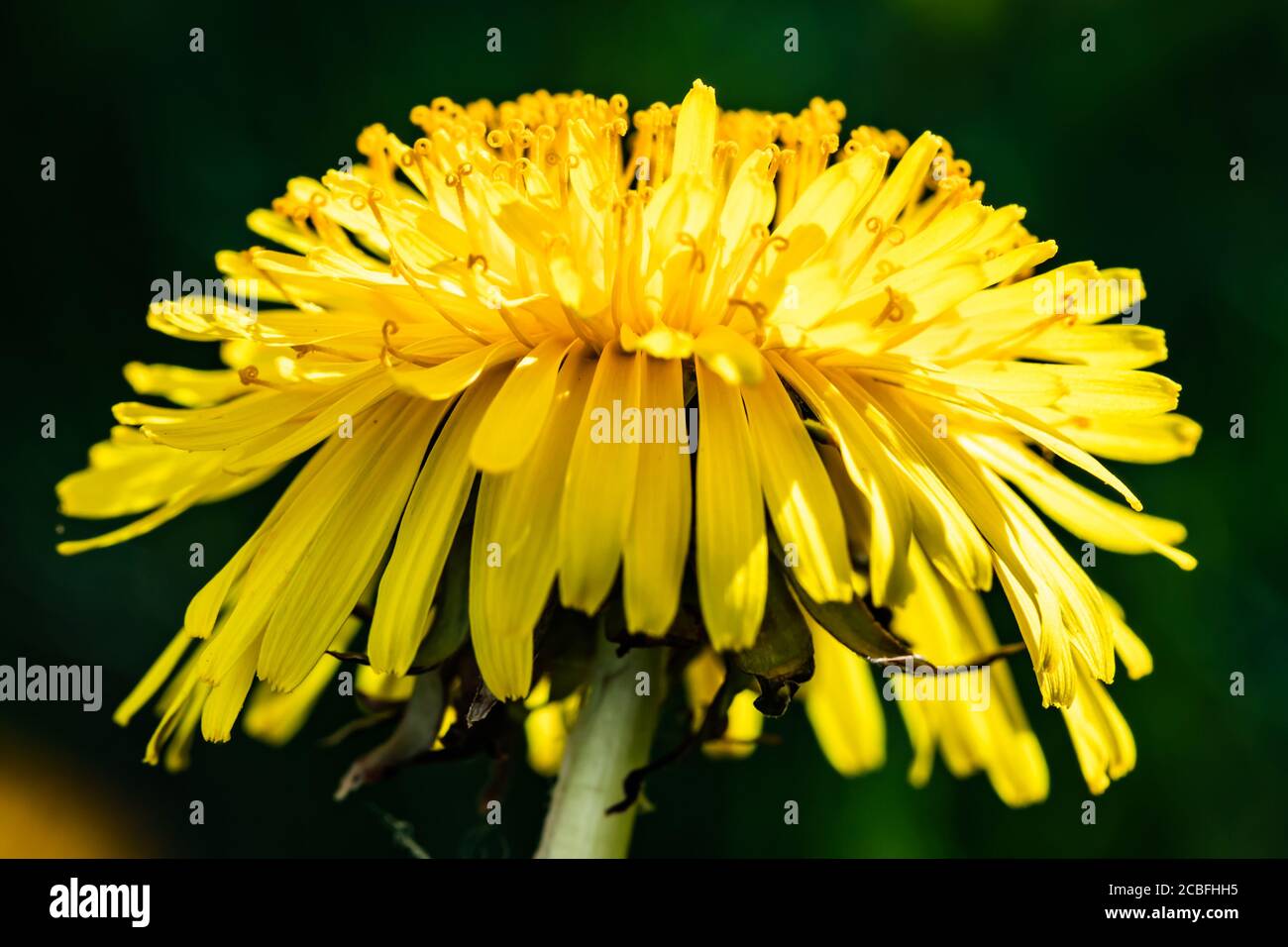 Macro photo of a yellow dandelion bloom Stock Photo - Alamy