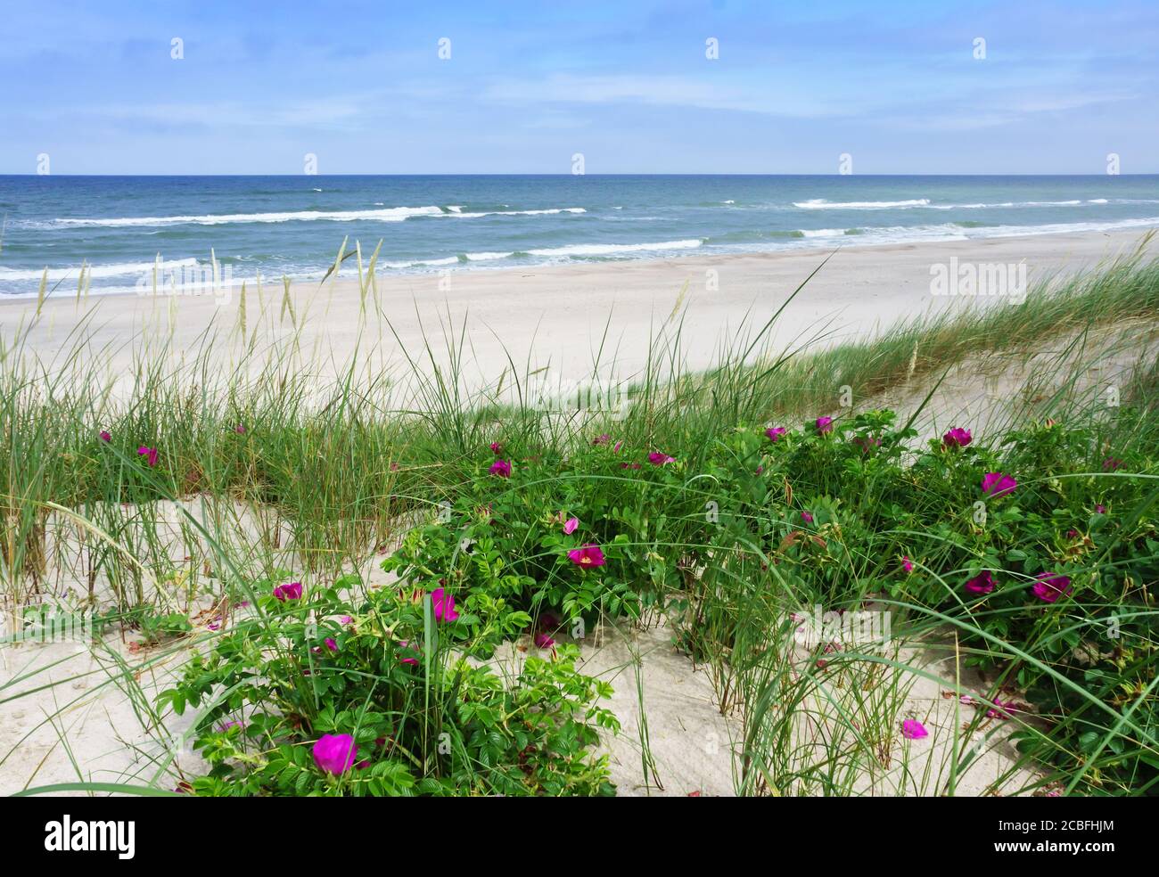 Ryegrass dunes hi-res stock photography and images - Alamy