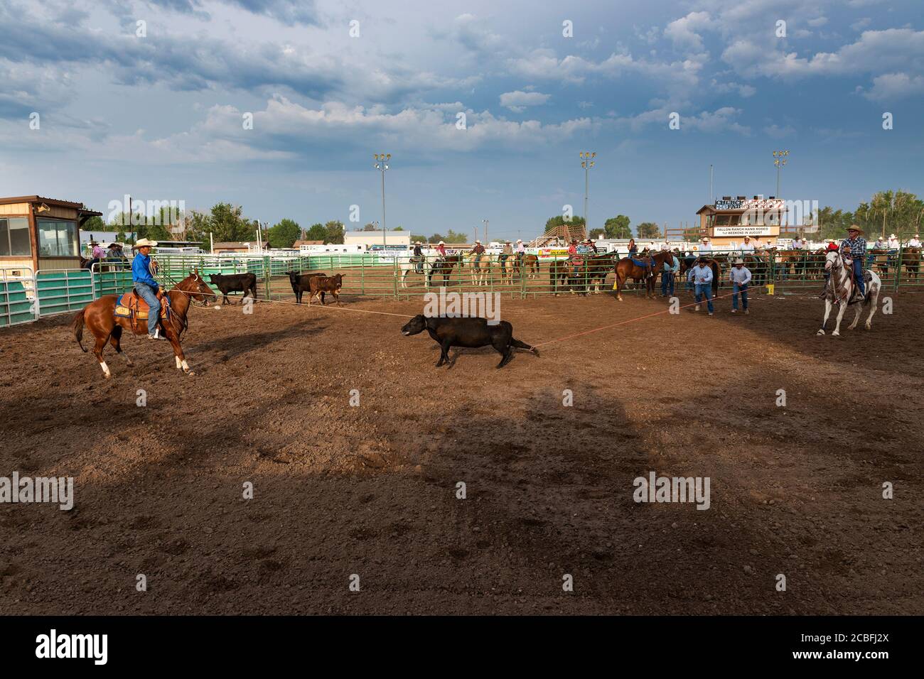 Team calf roping hi-res stock photography and images - Alamy