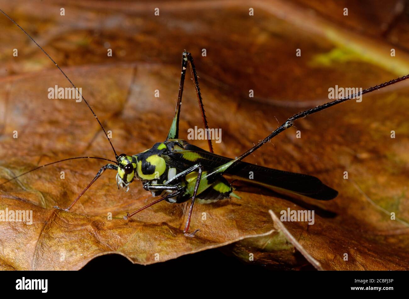 African grasshopper hi-res stock photography and images - Alamy