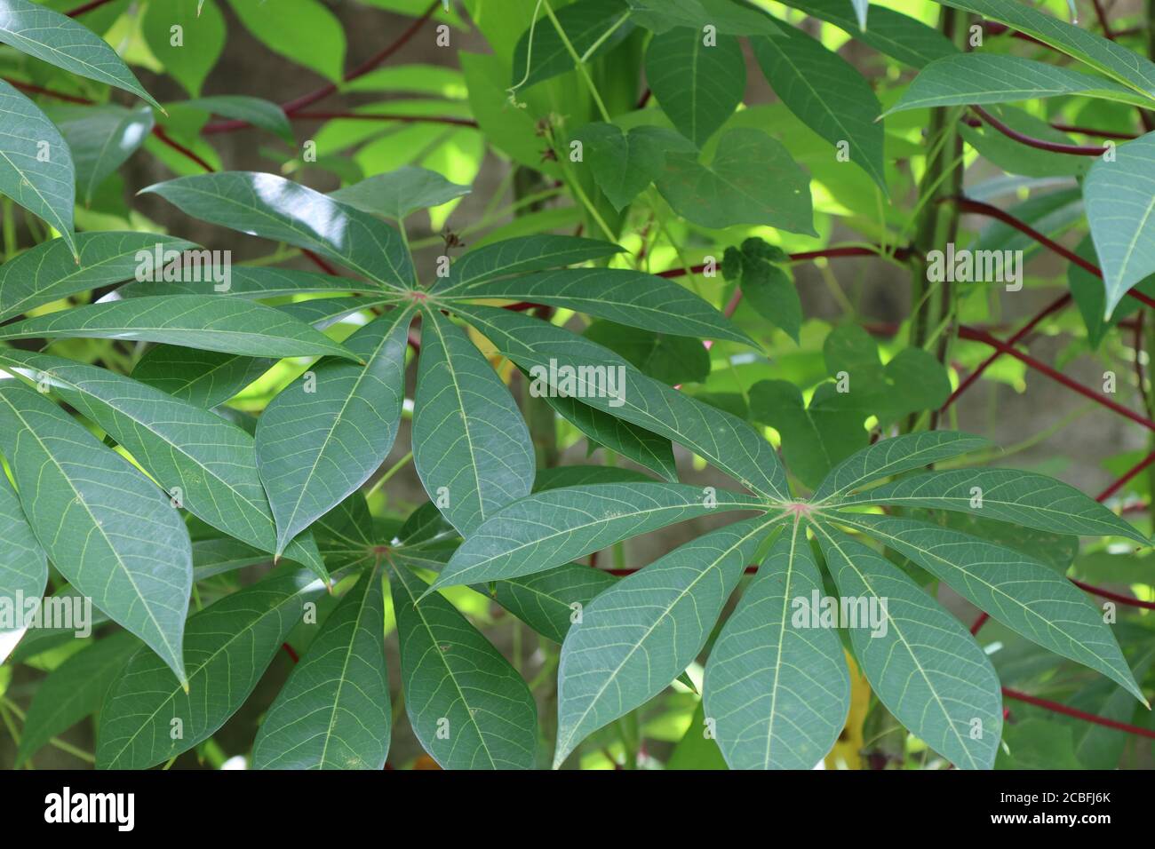 Lens Barrel High Resolution Stock Photography and Images - Alamy