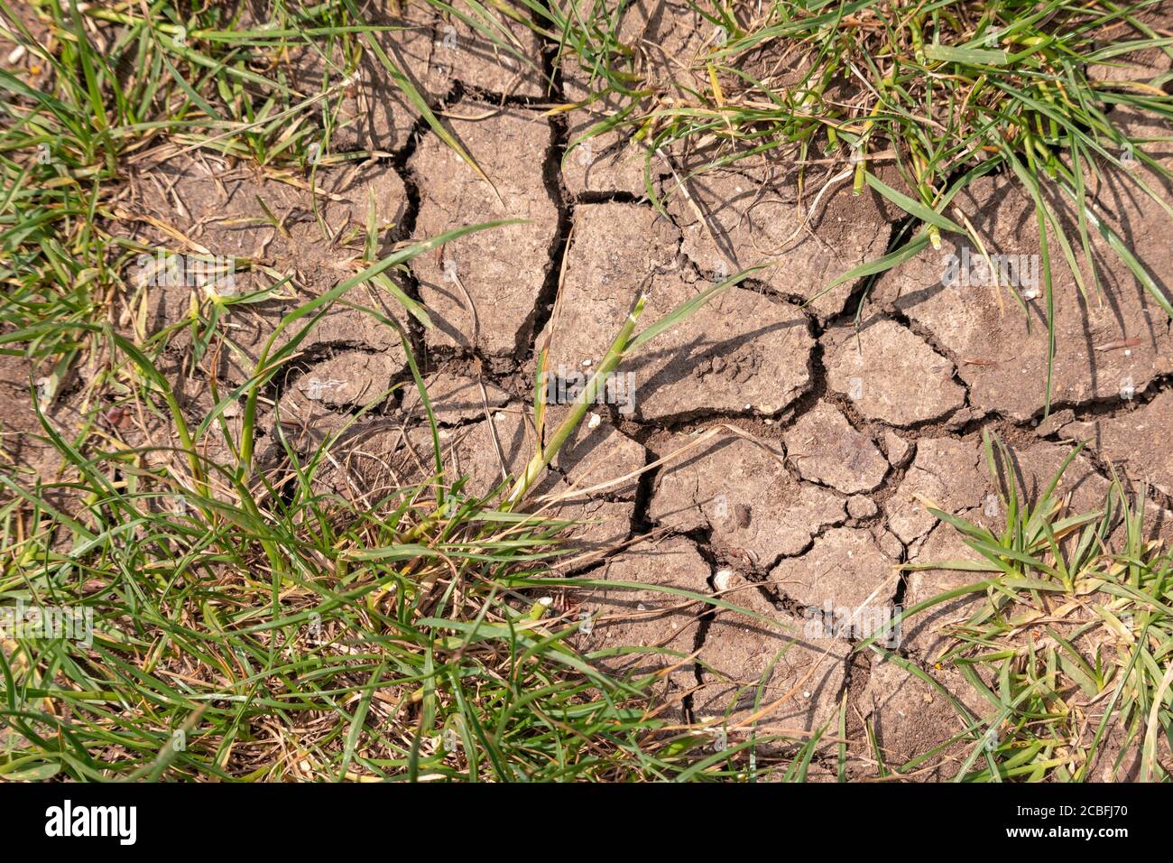 Cracked dry ground and grass Stock Photo - Alamy