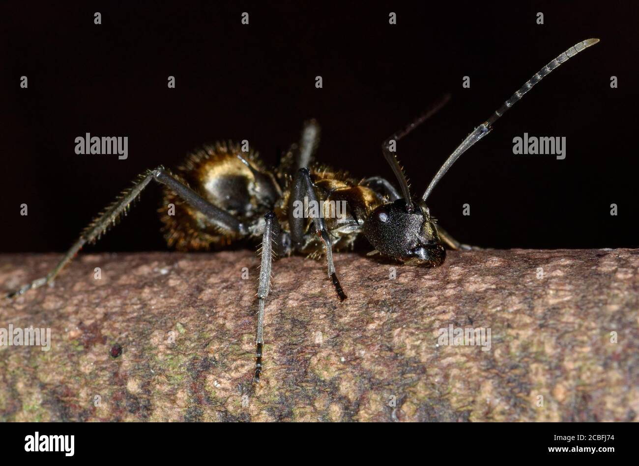 Large african ant hi-res stock photography and images - Alamy