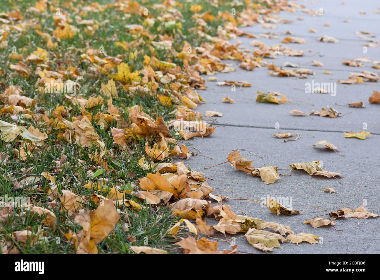 Fall foliage on the sidewalk Stock Photo - Alamy