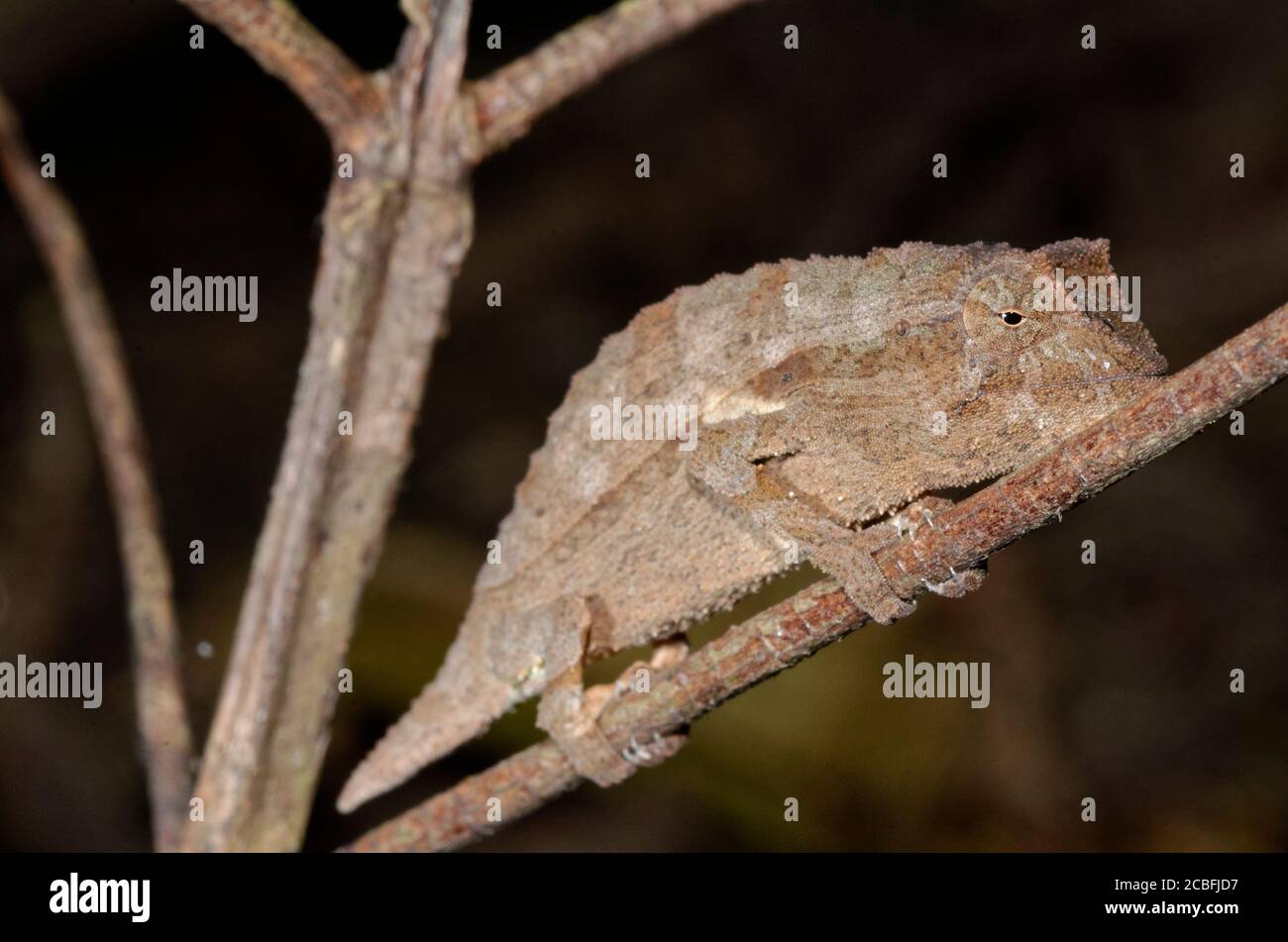 Baby pygmy chameleon hi-res stock photography and images - Alamy