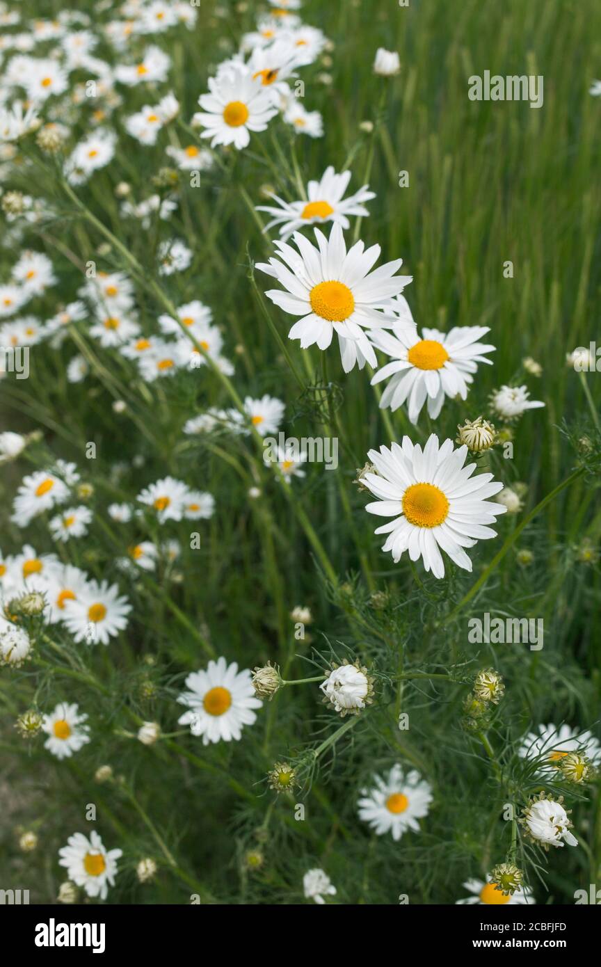 Daisy field a field of daisies hi-res stock photography and images - Alamy