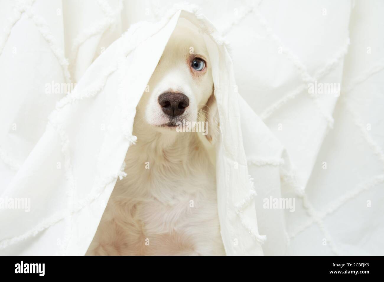Animal hiding fireworks hi-res stock photography and images - Alamy