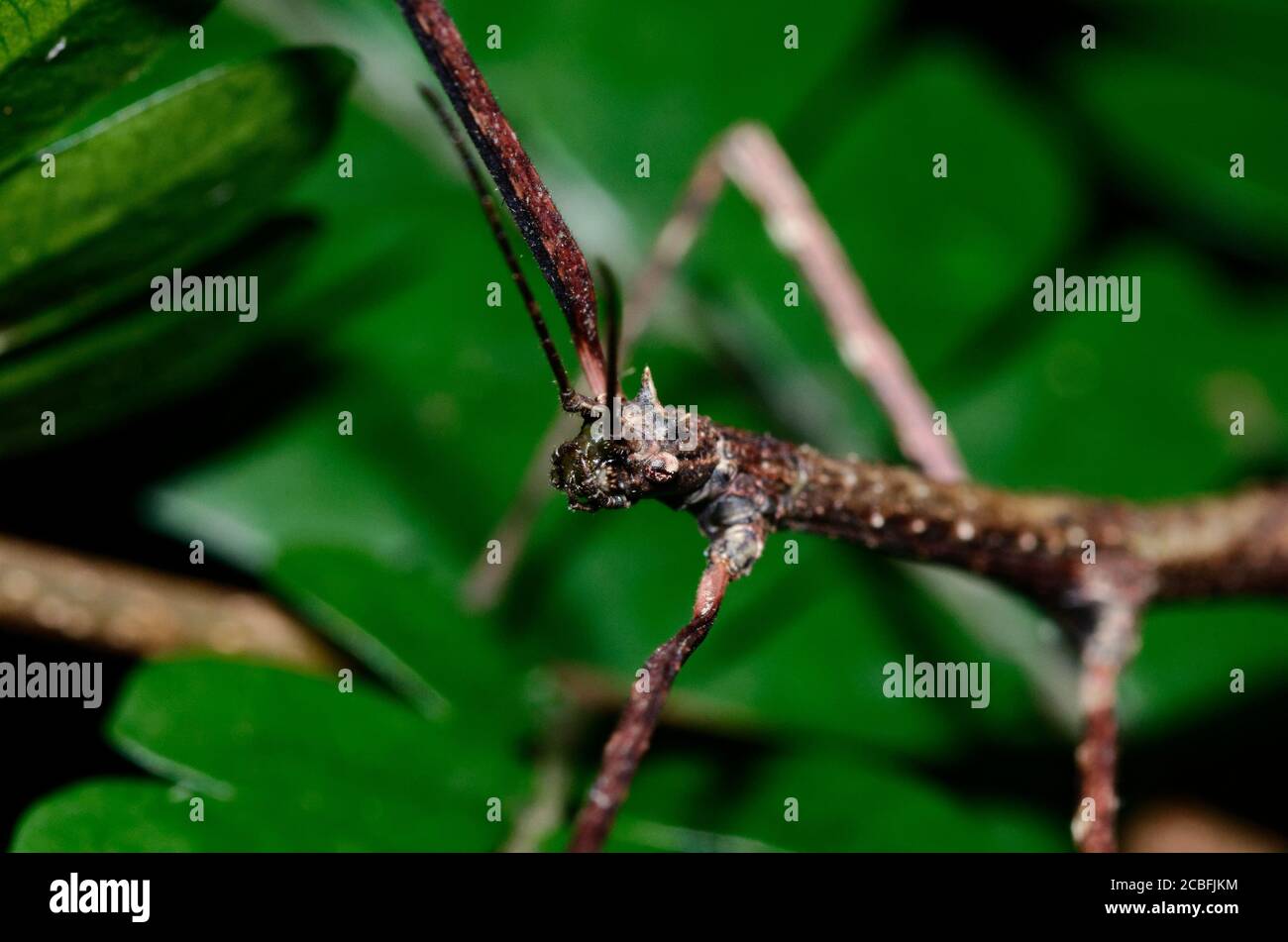 Horned stick insect Stock Photo - Alamy