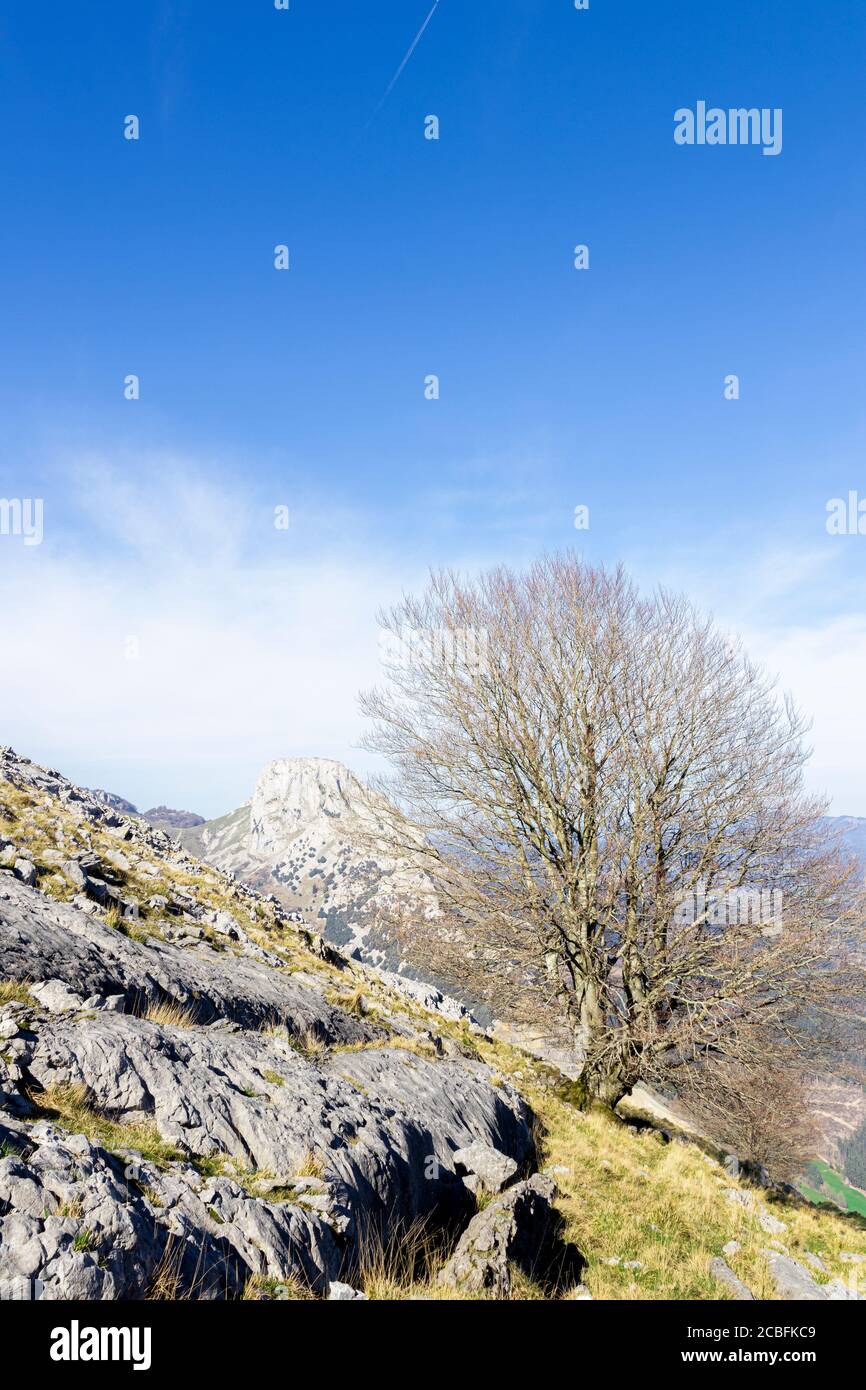 lonely tree in the mountains of basque country Stock Photo - Alamy