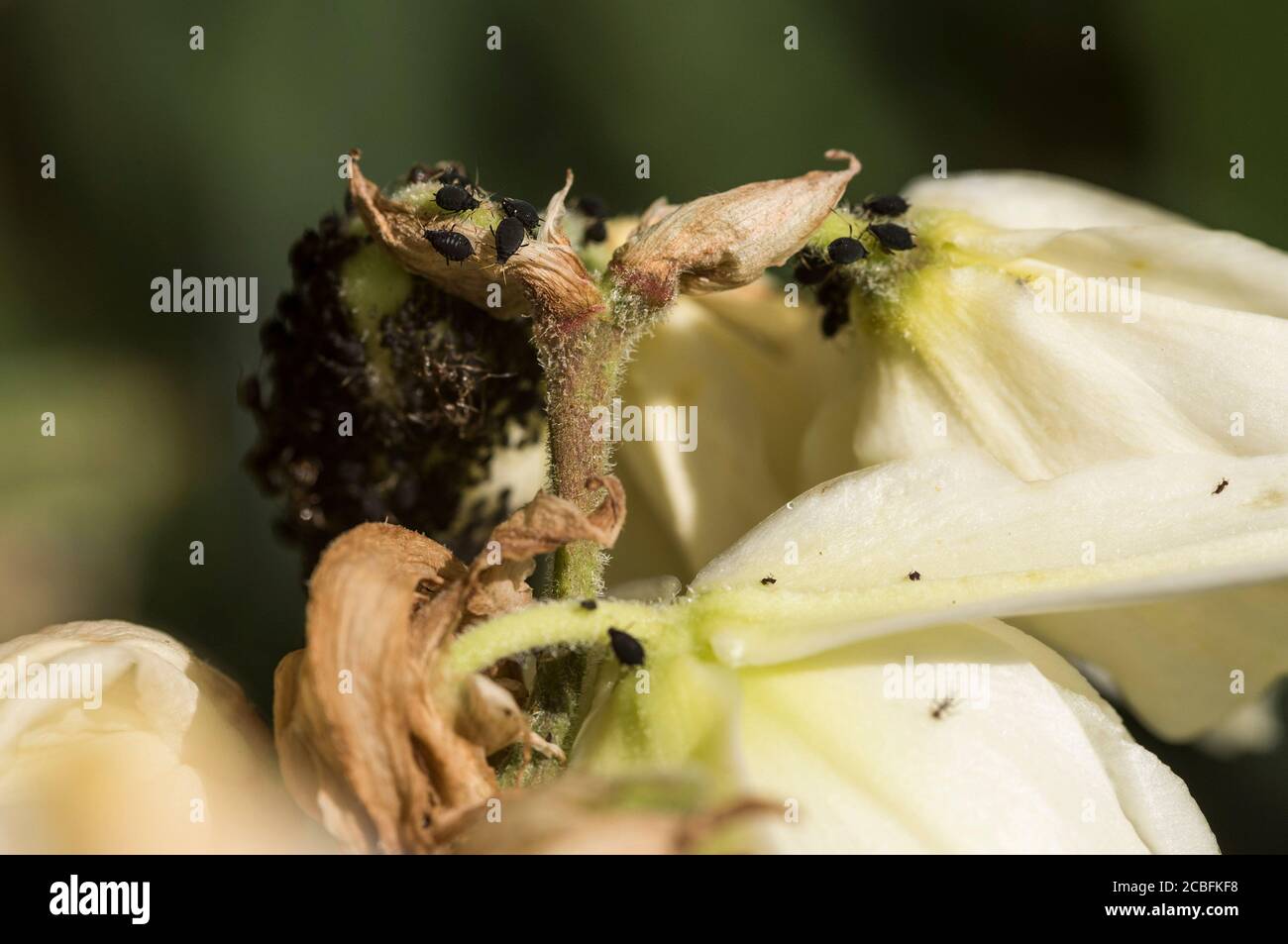 Black Bean Aphid infestations are commonly managed by black garden ants ...