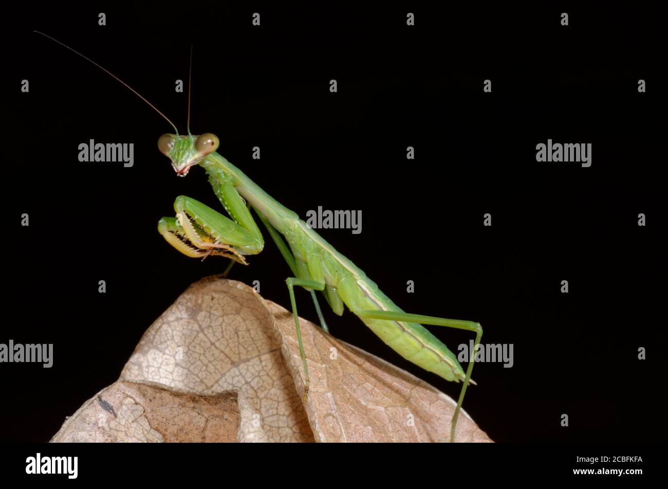 African mantis hi-res stock photography and images - Alamy