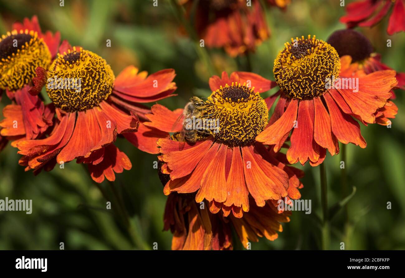 Close up of a bee on an orange Hellenia flower aka Sneezeweed Stock ...