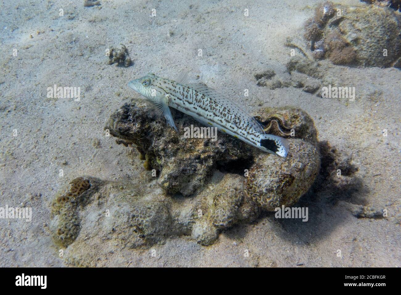 Sand lizardfish (Synodus dermatogenys) in Red Sea, Egypt. Disguised ...