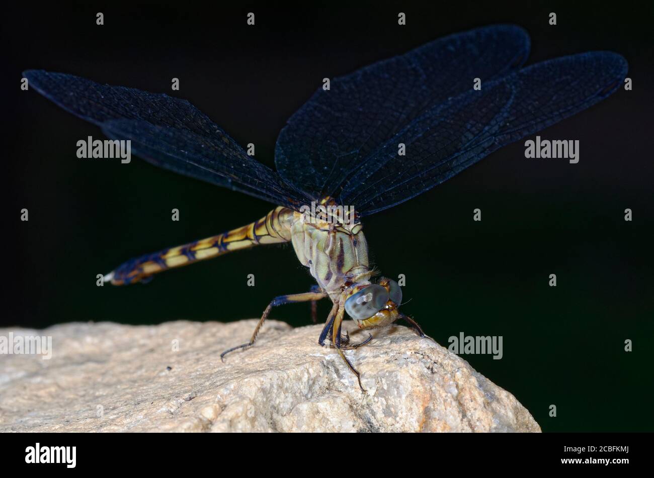 African dragonfly hi-res stock photography and images - Alamy