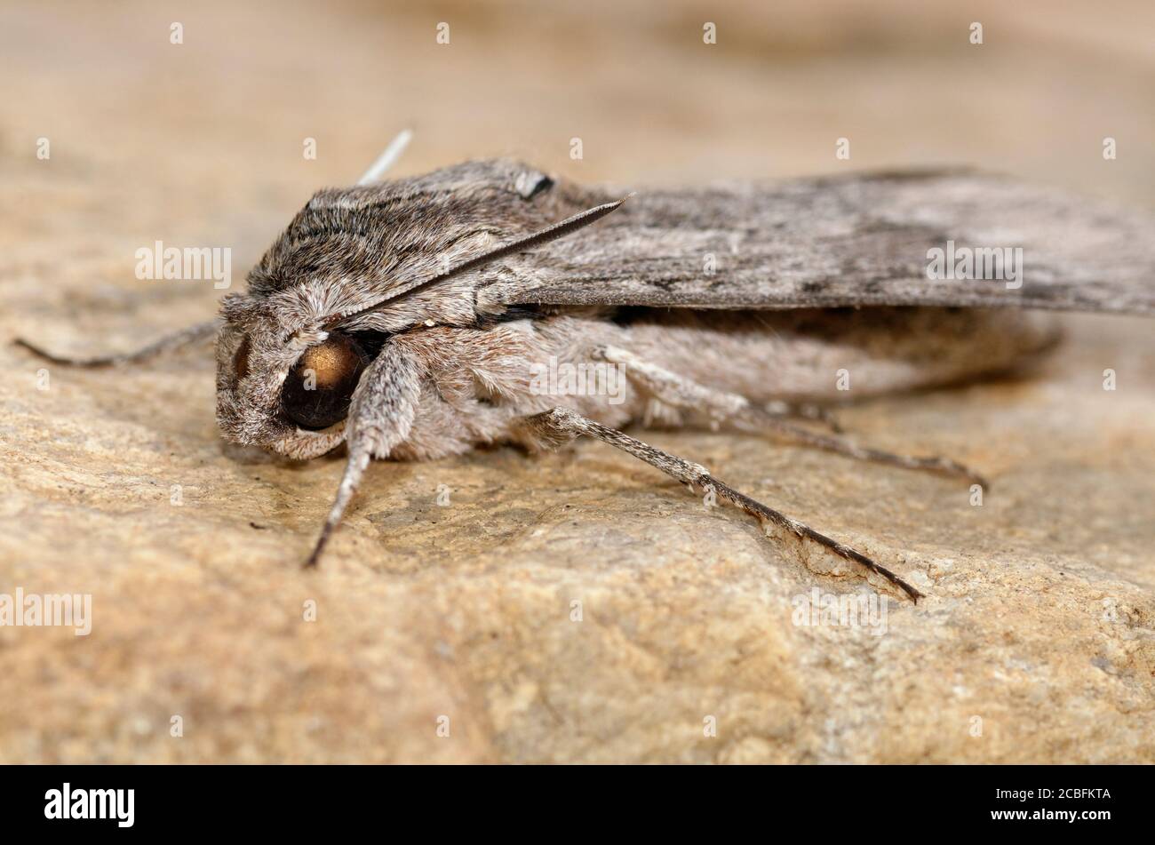 African moth with golden eyes Stock Photo - Alamy