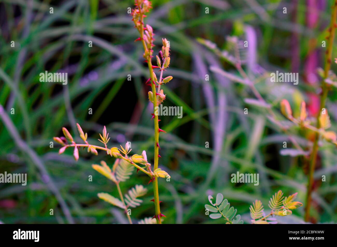 The thorn is technically a modified, sharp-pointed stem.The spine is ...