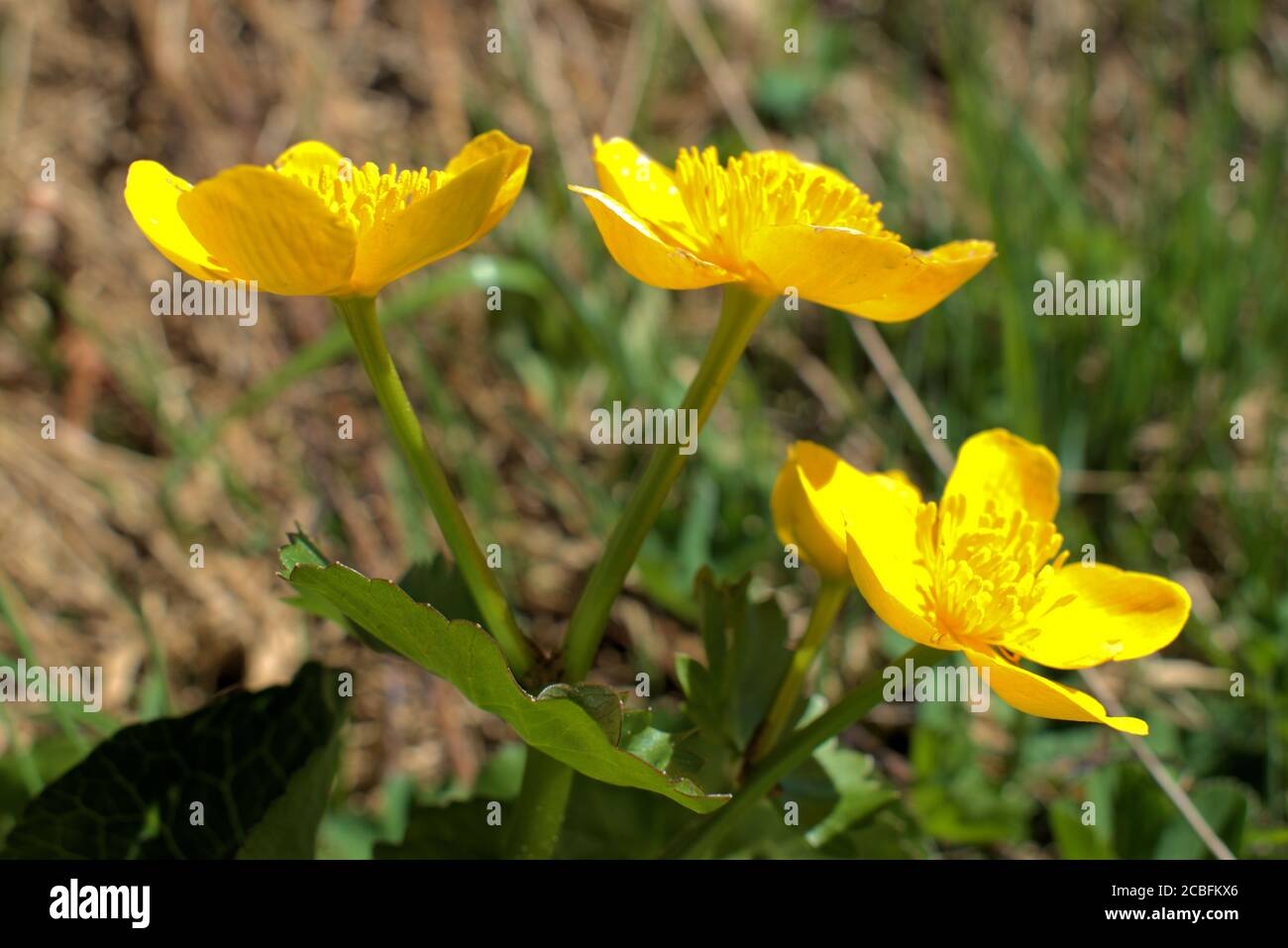 Tiny yellow color flowers hi-res stock photography and images - Alamy