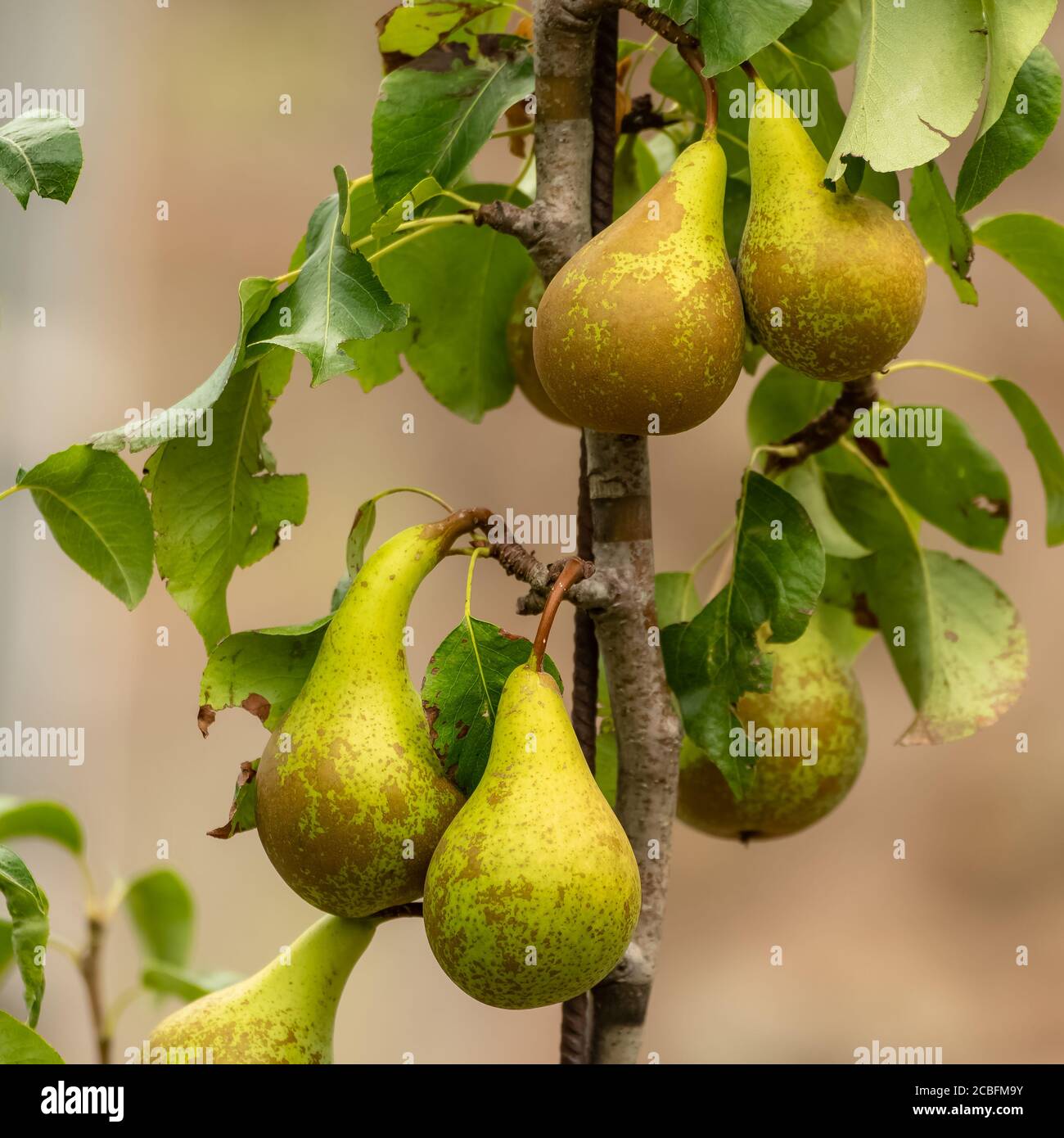 Pear tree espalier pruning hi-res stock photography and images - Alamy