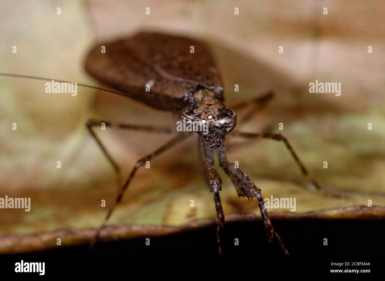 Black metallic mantis male Stock Photo - Alamy