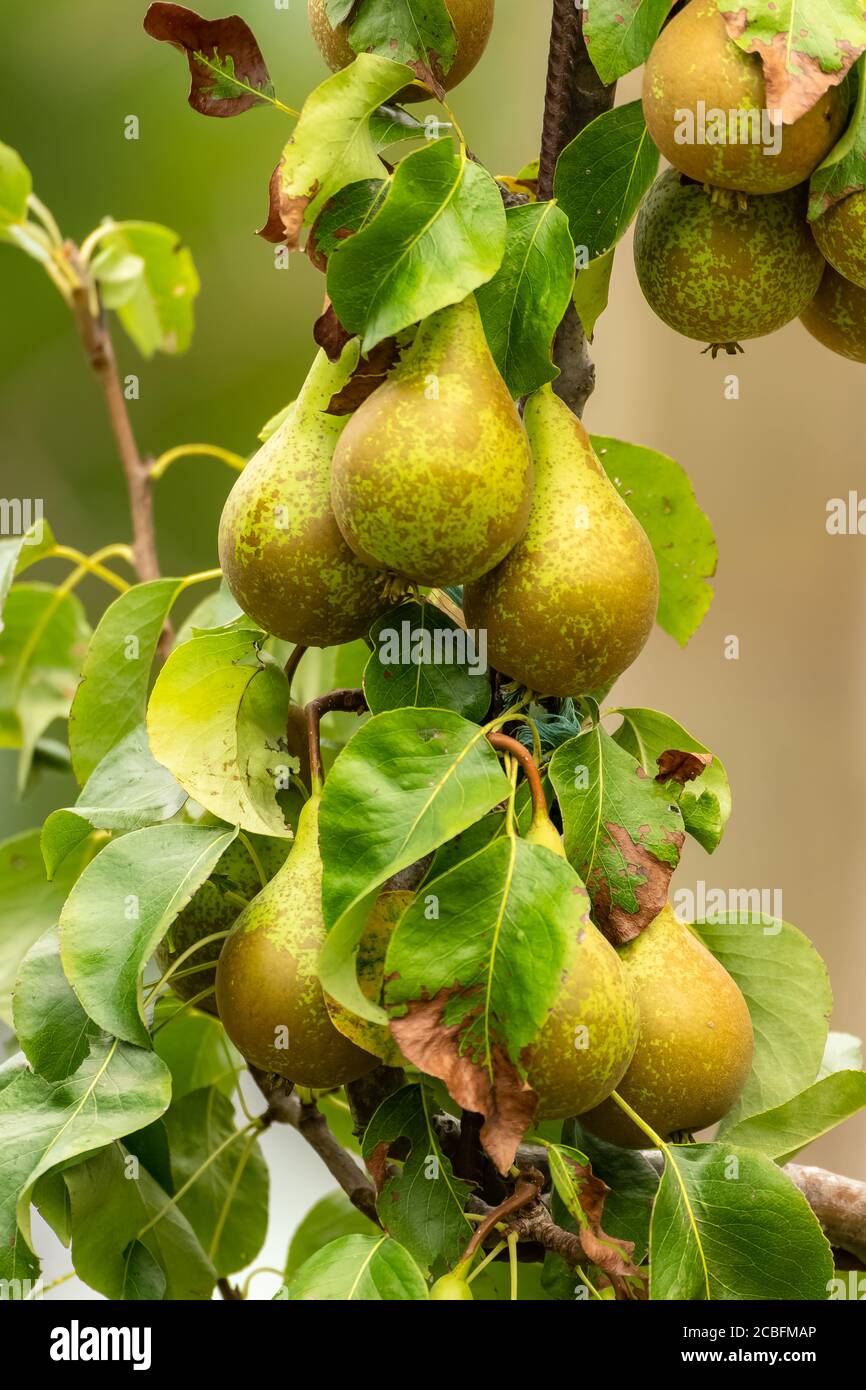 Fruit pruning summer fruit espalier hi-res stock photography and images ...