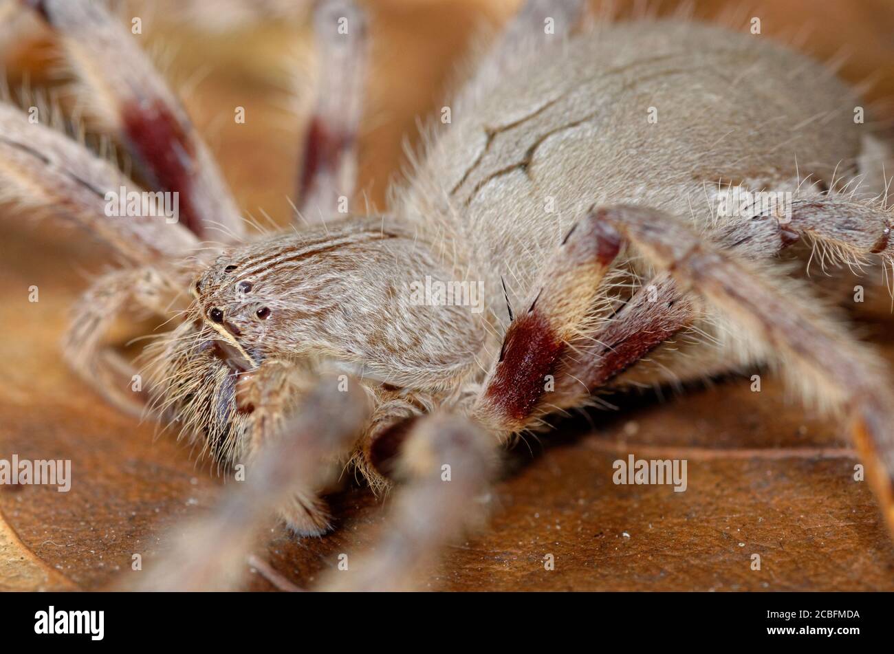 Large African spider up close Stock Photo - Alamy
