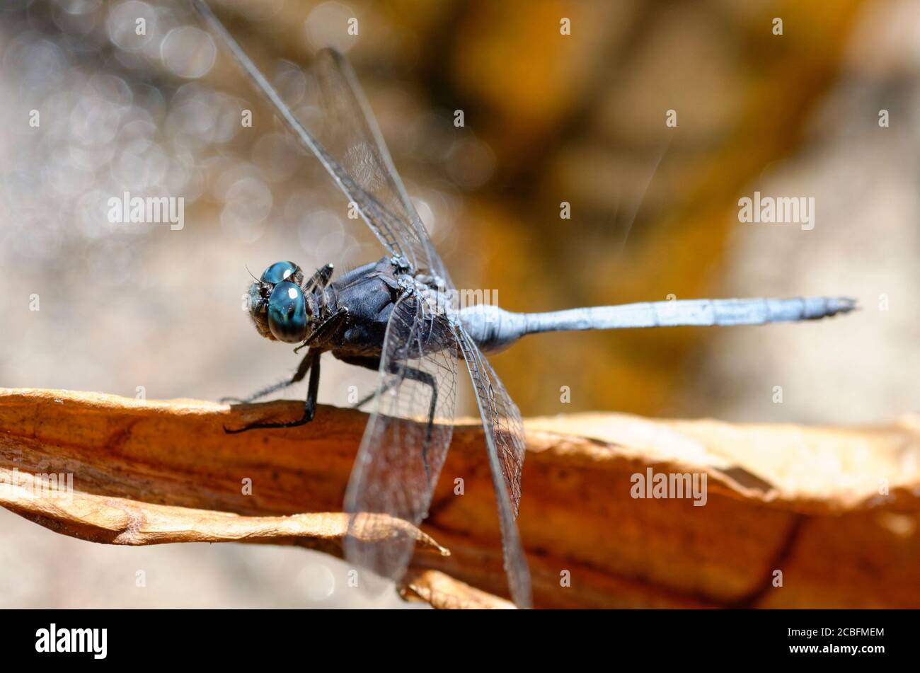 Beautiful blue dragonfly on hi-res stock photography and images - Alamy