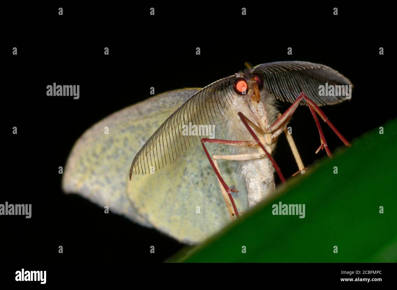 African moth hi-res stock photography and images - Alamy