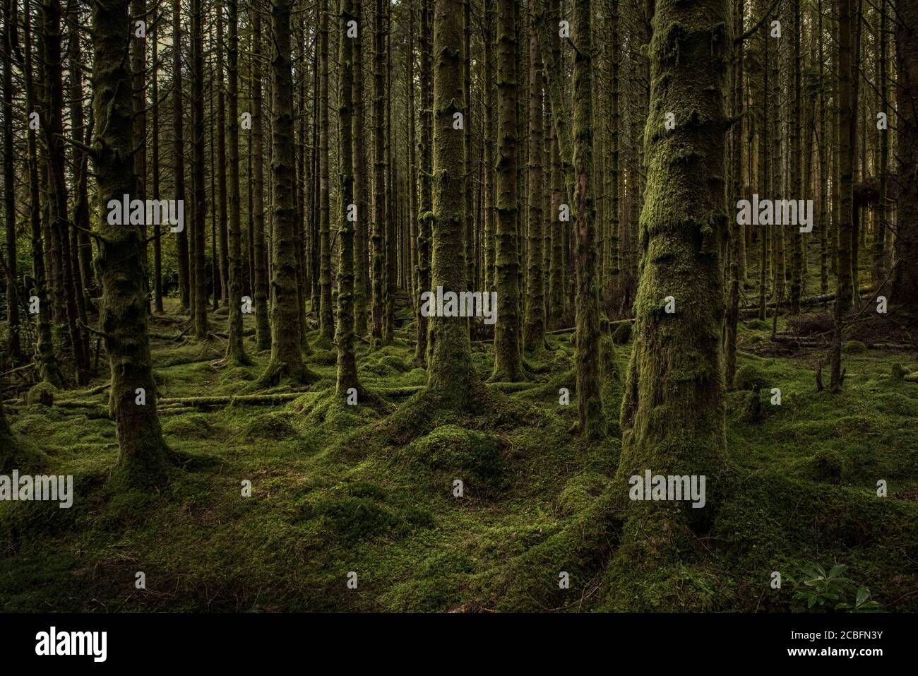 moss forrest in Scotland UK Stock Photo - Alamy
