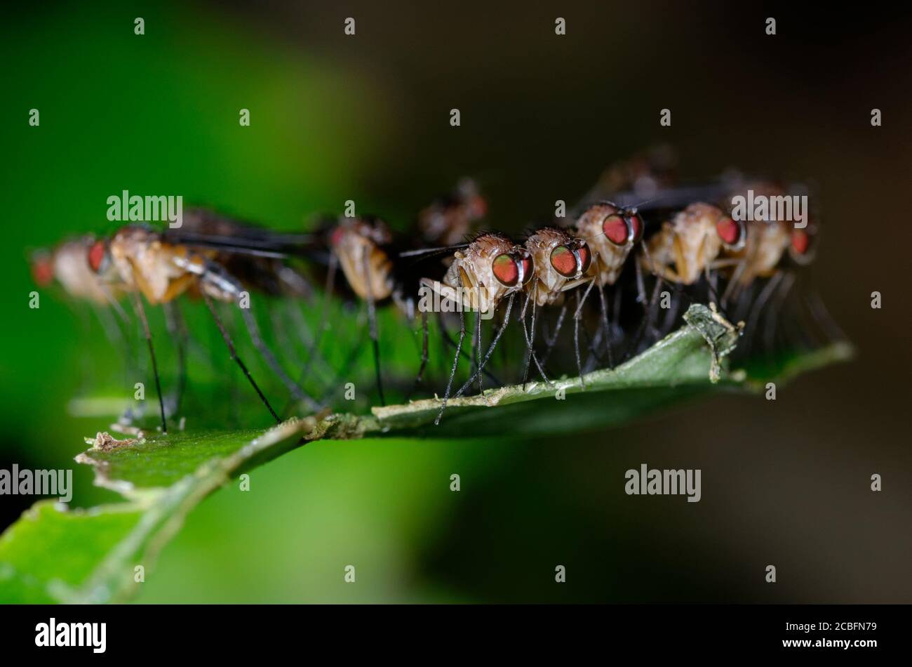 Flies standing guard hi-res stock photography and images - Alamy