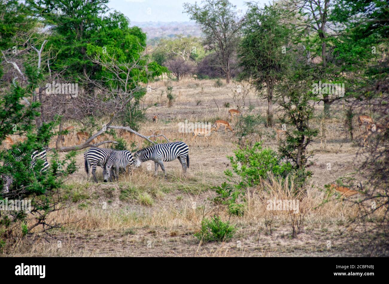African savanna habitat hi-res stock photography and images - Alamy