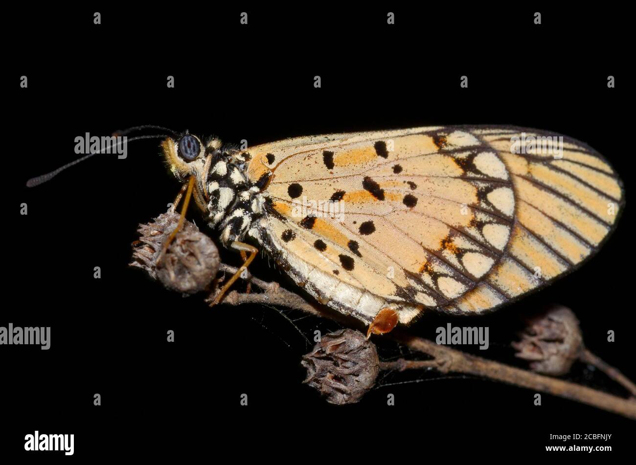 African butterfly hi-res stock photography and images - Alamy