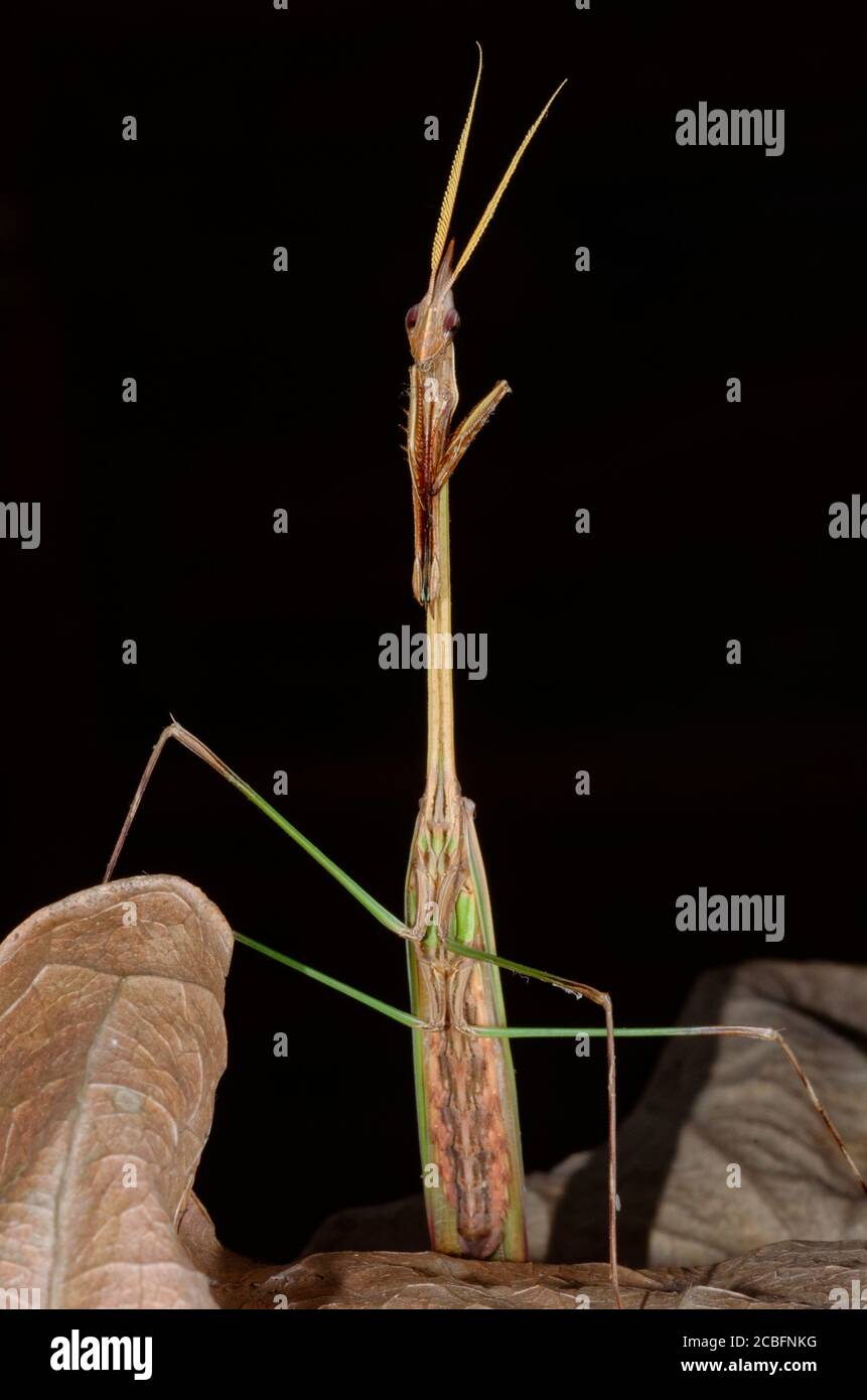 African mantis hi-res stock photography and images - Alamy