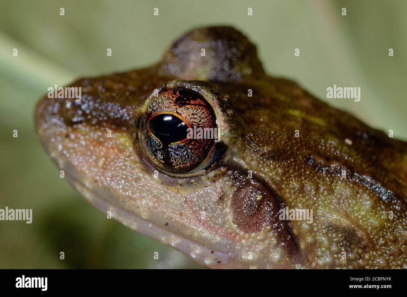 Tanzanian frog hi-res stock photography and images - Alamy