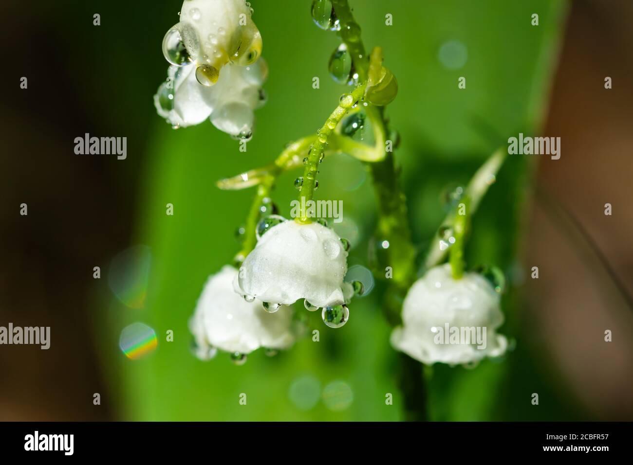 Lily of the valley flower with raindrops in spring forest Stock Photo ...