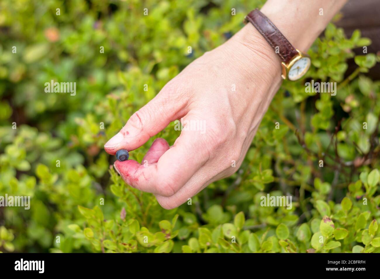 blueberry picking - young woman is picking blueberries - view of the ...