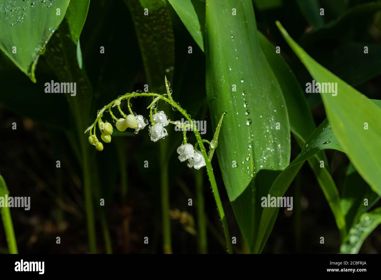 Lily of the valley flower with raindrops in spring forest Stock Photo ...