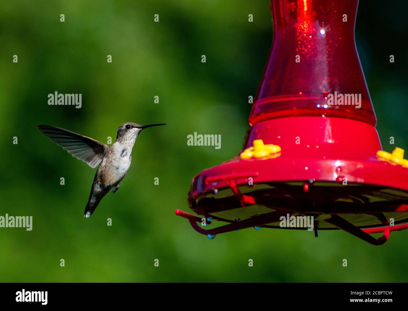 Hummingbird in Flight Stock Photo - Alamy