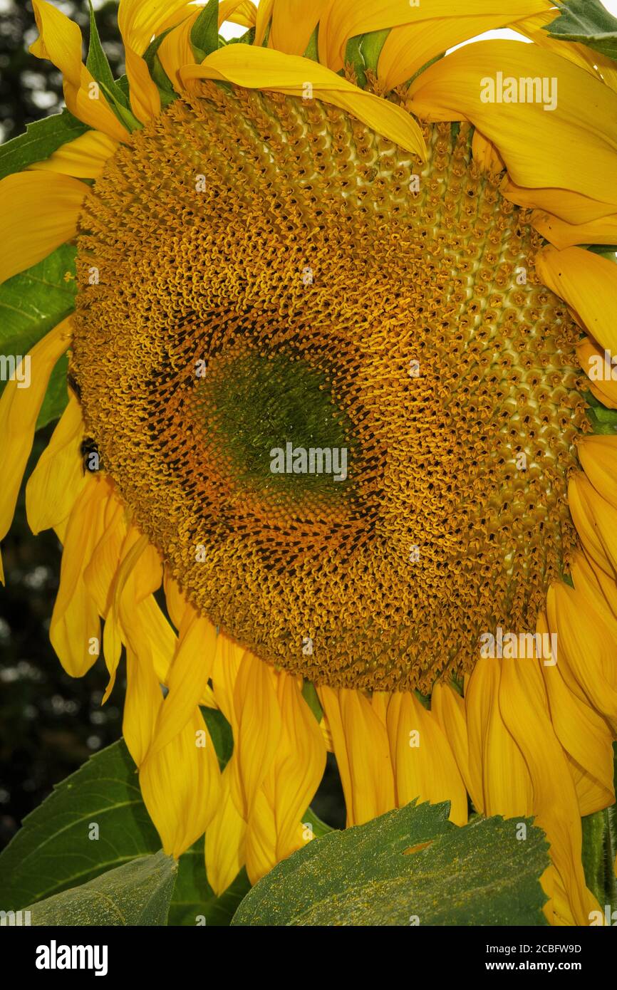Wilting sunflower hi-res stock photography and images - Alamy