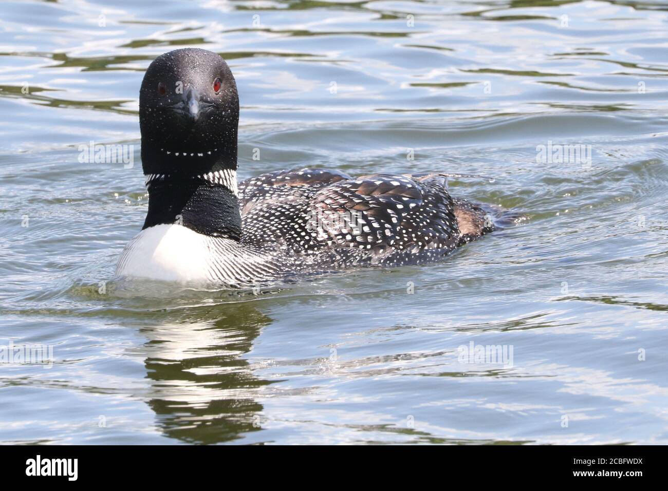 Common Loon swimming bathing fishing and swimming on lake in summer ...