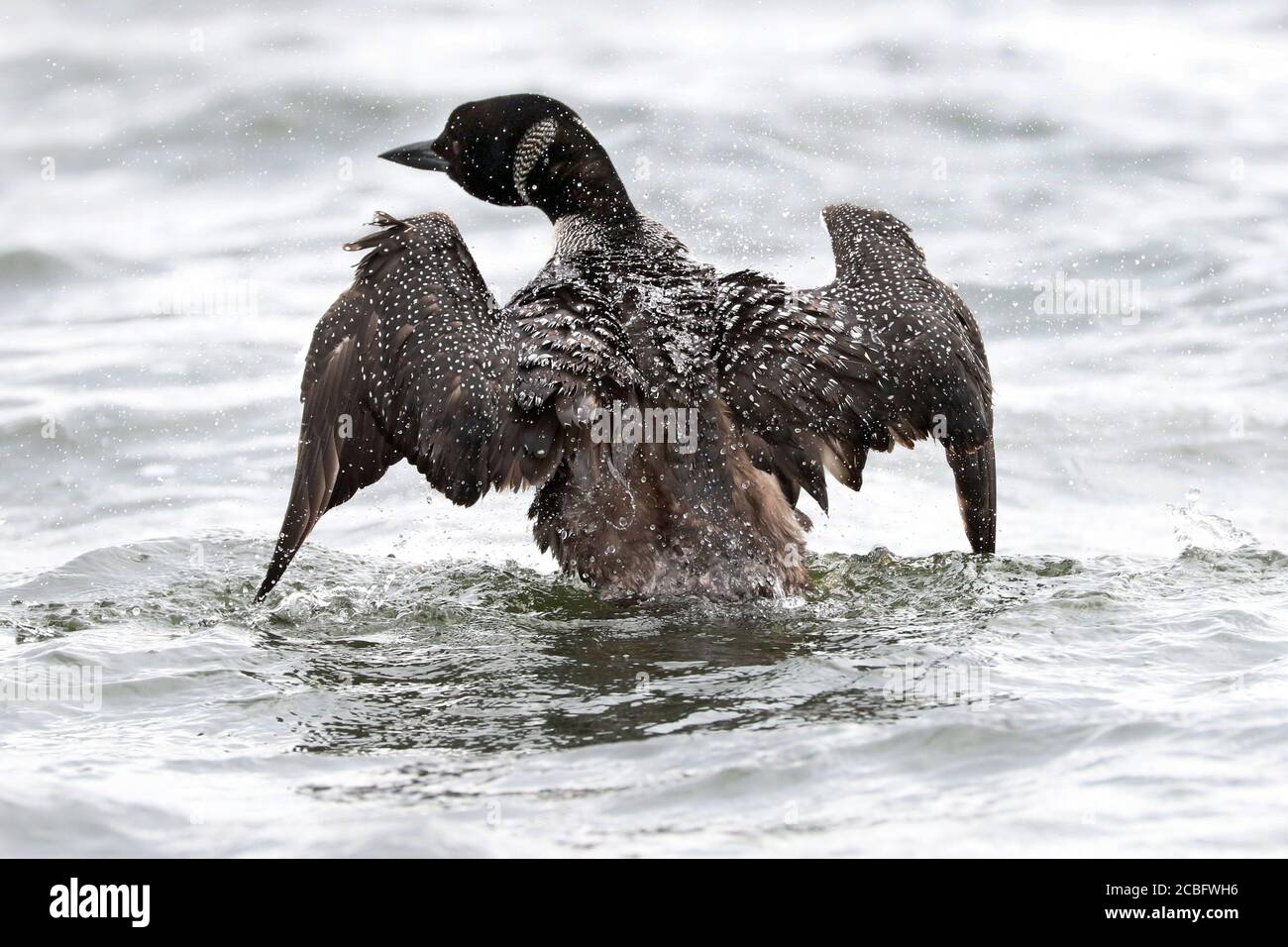 Common Loon swimming bathing fishing and swimming on lake in summer ...